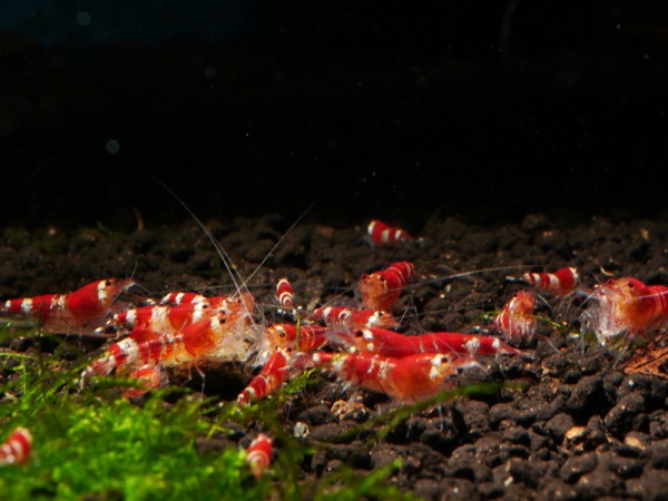 Crystal Red-Garnele günstig kaufen | Garnelen-Guemmer