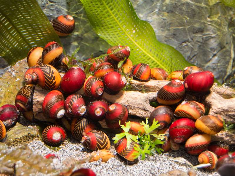 Rote Rennschnecke Neritina waigiensis günstig kaufen | Garnelen-Guemmer
