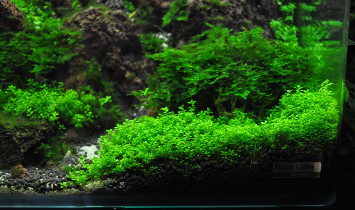 Hemianthus callitrichoides "Cuba" - Kubanisches Perlkraut | Alle Infos