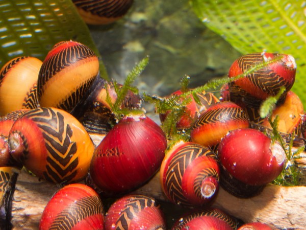 Rote Rennschnecke Neritina waigiensis günstig kaufen | Garnelen-Guemmer