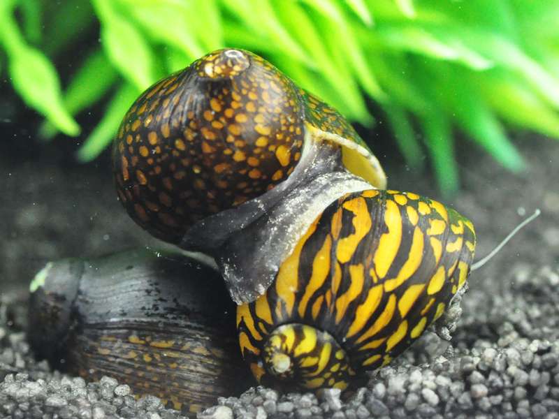 Batik-Rennschnecken (Neritina (Vittina) variegata) im Aquarium pflegen
