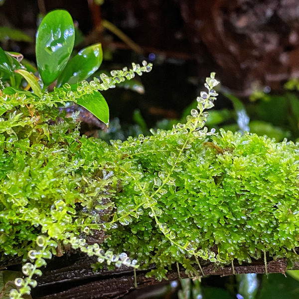 Riccardia "Graeffei" | Mini Pellia Moos - in vitro | Garnelen-Guemmer