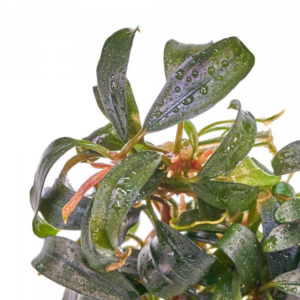 Bucephalandra "Brownie Ghost" | Garnelen-Guemmer