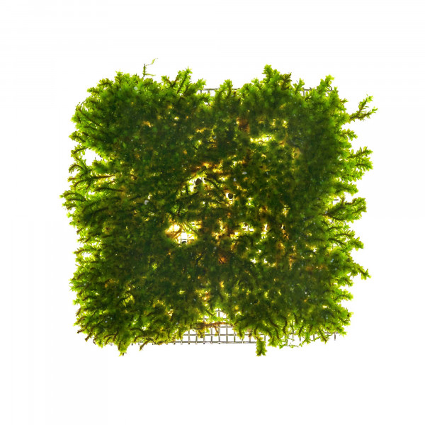 Distichophyllum sp. Rare-Moos günstig kaufen | Garnelen-Guemmer