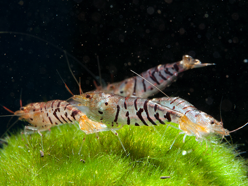 Super Tigergarnele - Caridina mariae günstig kaufen | Garnelen-Guemmer