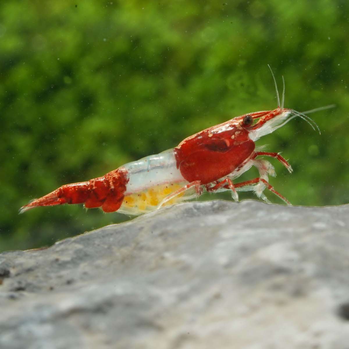 Red Rili Garnele | Garnelen-Guemmer
