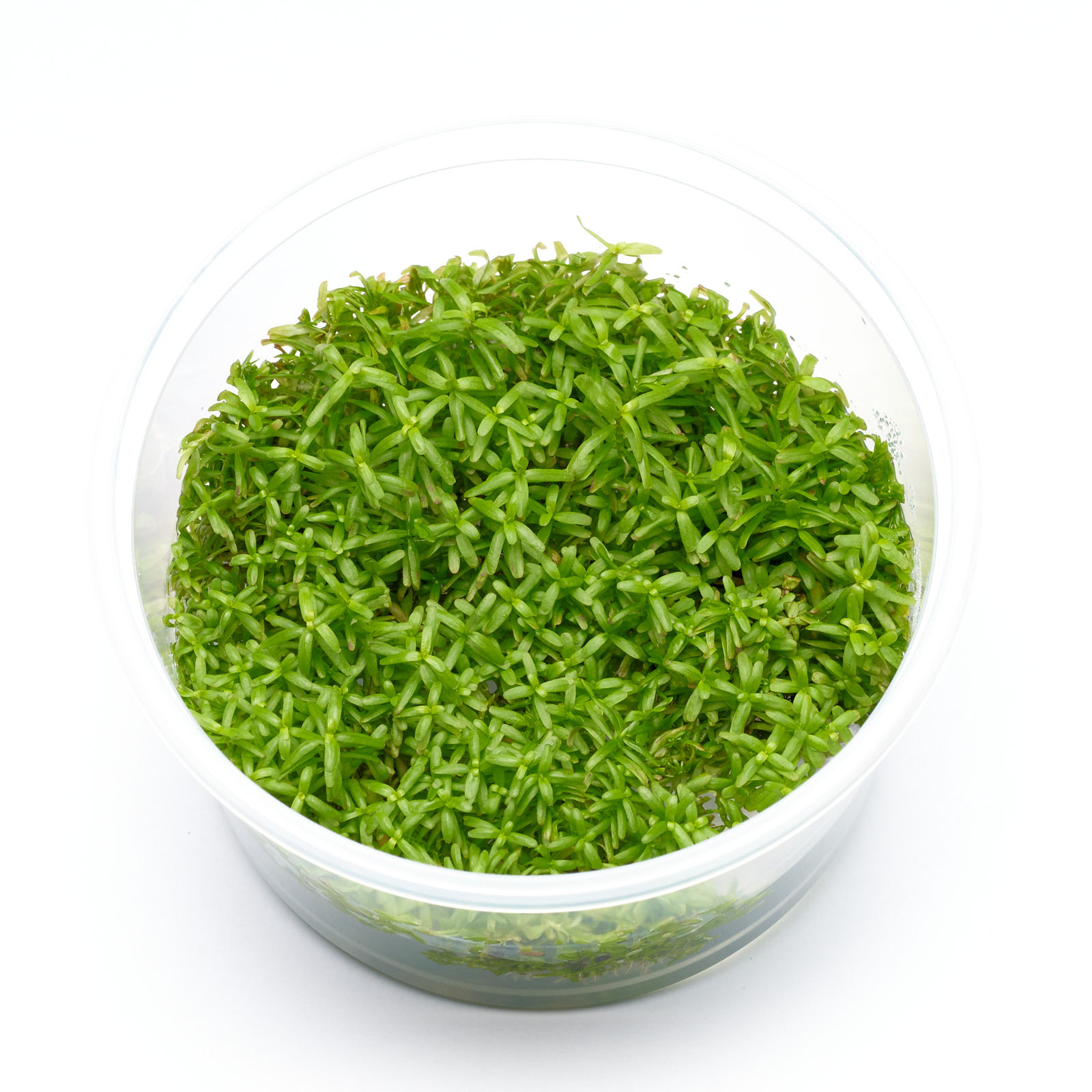 Rotala sp. Wayanad in vitro günstig kaufen | Garnelen-Guemmer