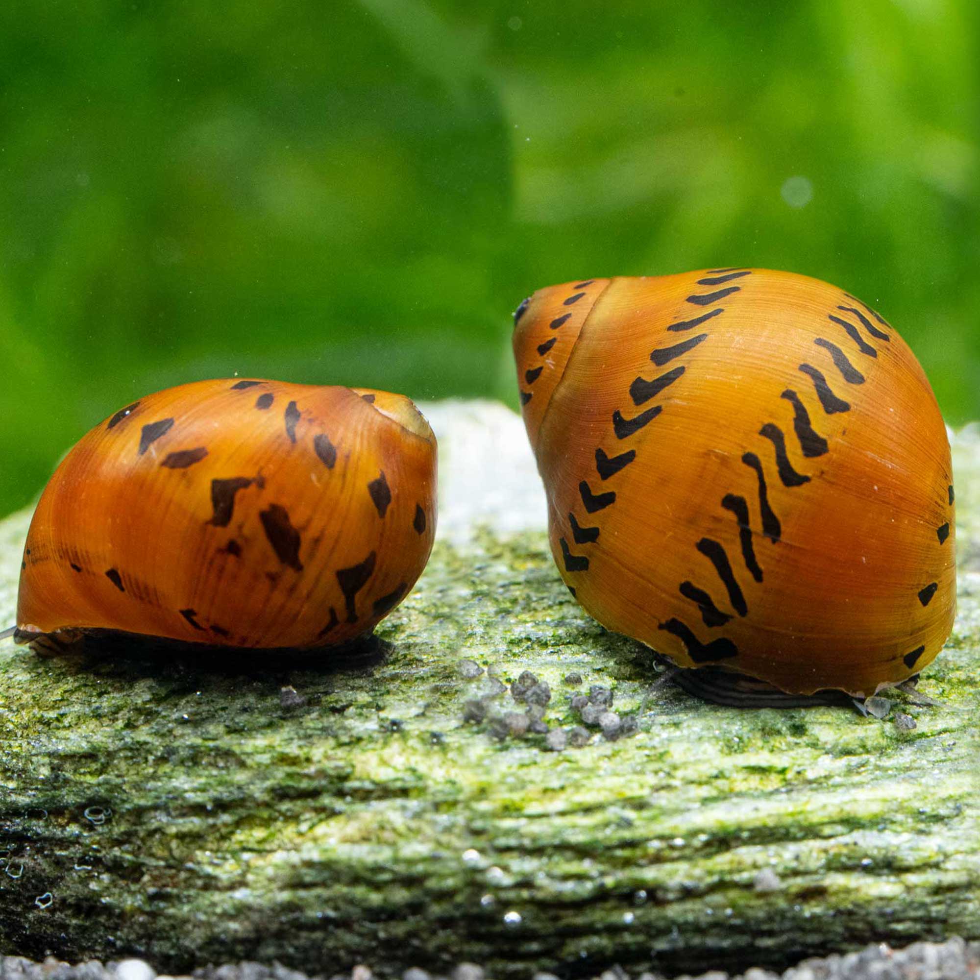 Rennschnecke "Orange Track" kaufen | Garnelen-Guemmer
