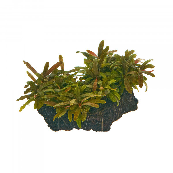 Bucephalandra sp. Velvet Tricolor | aufgebunden | Garnelen-Guemmer