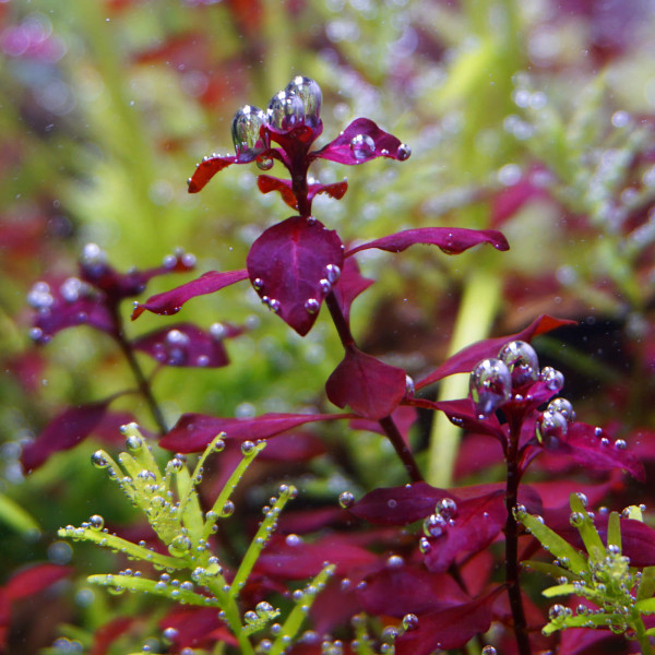 Rote Aquariumpflanzen Set | Red Aquascaping Set - In Vitro XL ...