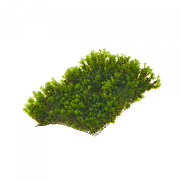 Distichophyllum sp. Rare-Moos günstig kaufen | Garnelen-Guemmer