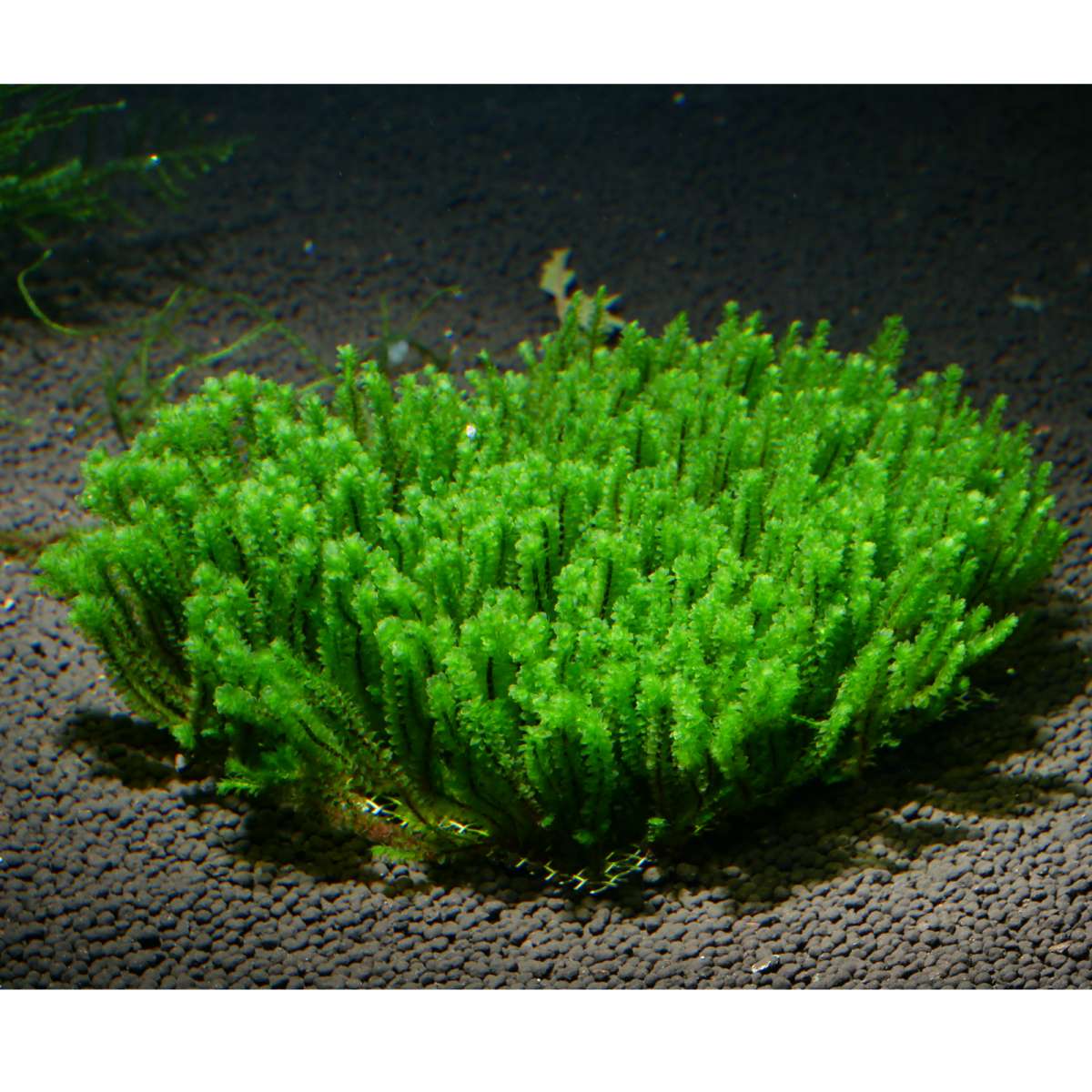 Distichophyllum sp. Rare-Moos günstig kaufen | Garnelen-Guemmer
