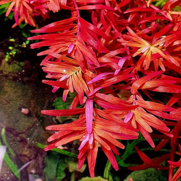 Rotala rotundifolia „Singapore Blood Red“ | Garnelen-Guemmer