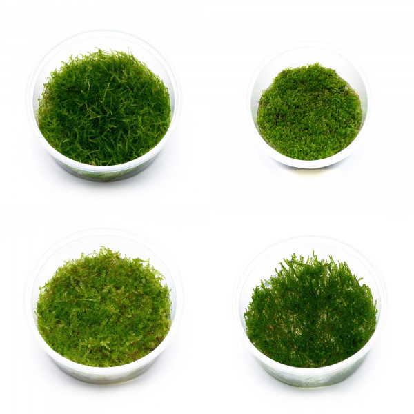 XXL Moos Set für Aquarianer | Garnelen-Guemmer