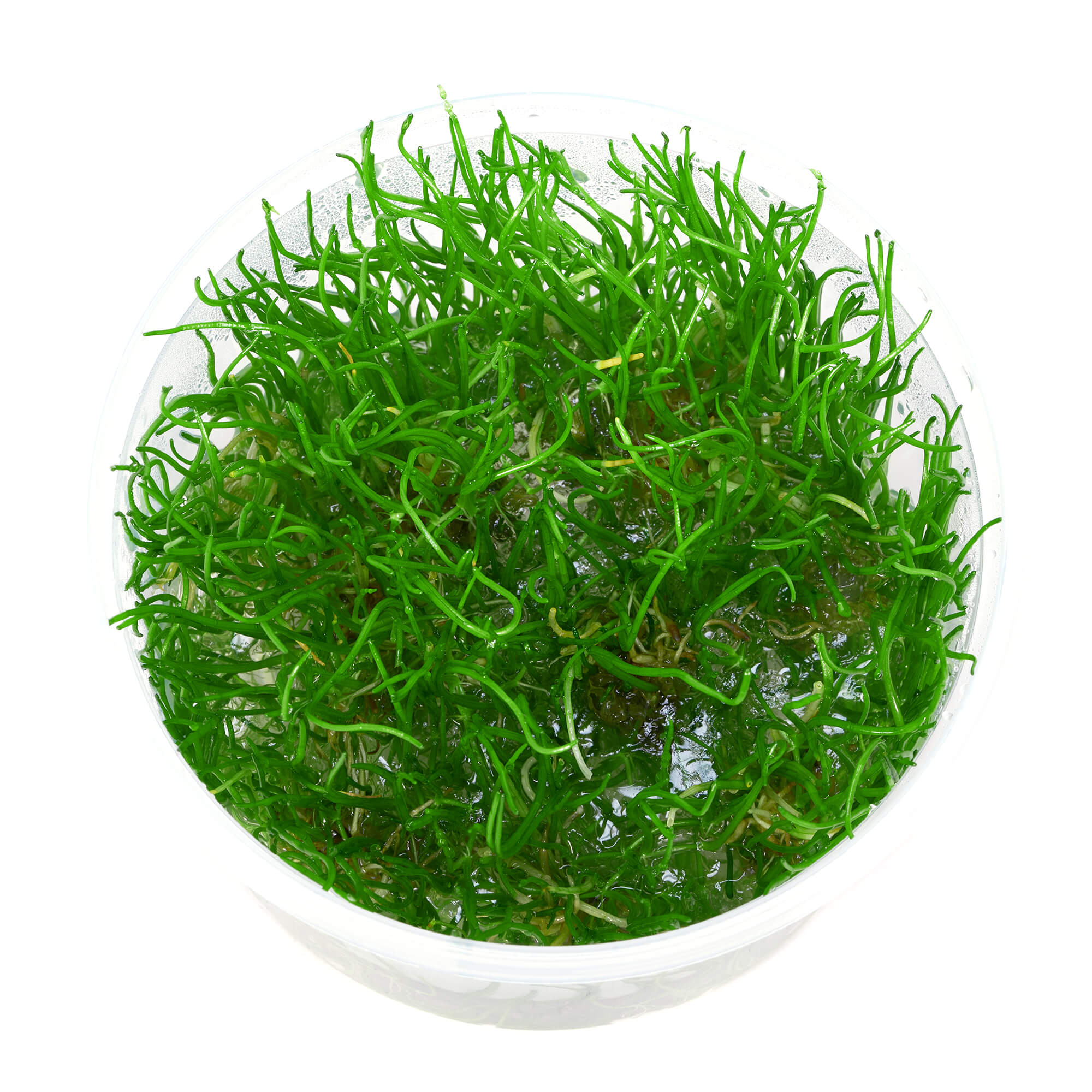 Lilaeopsis mauritiana I Mauritius Graspflanze | Garnelen-Guemmer