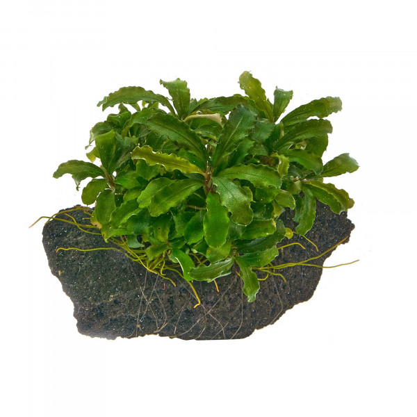 Bucephalandra sp. "Wavy Green" günstig kaufen | Garnelen-Guemmer