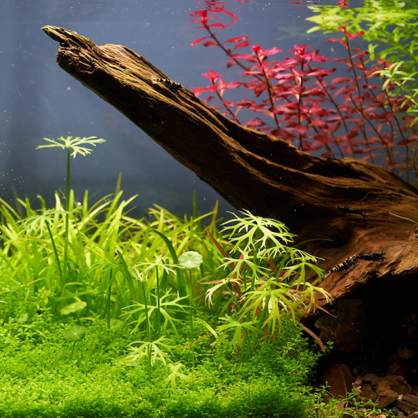 Ranunculus papulentus Kleiner Fluss-Hahnenfuß in vitro 8 5 cm günstig ...