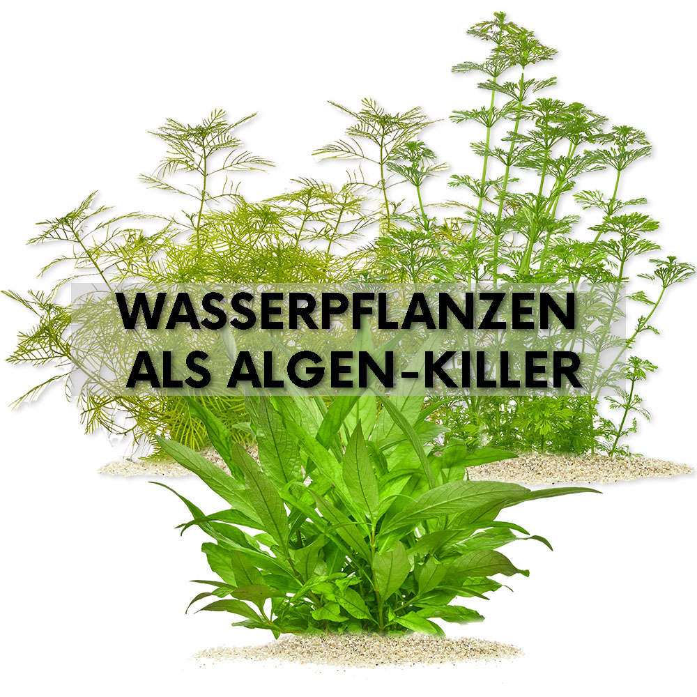 Aquariumpflanzen gegen Algen – Algenwachstum und Grünalgen vorbeugen