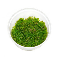 Distichophyllum sp. Rare-Moos günstig kaufen | Garnelen-Guemmer