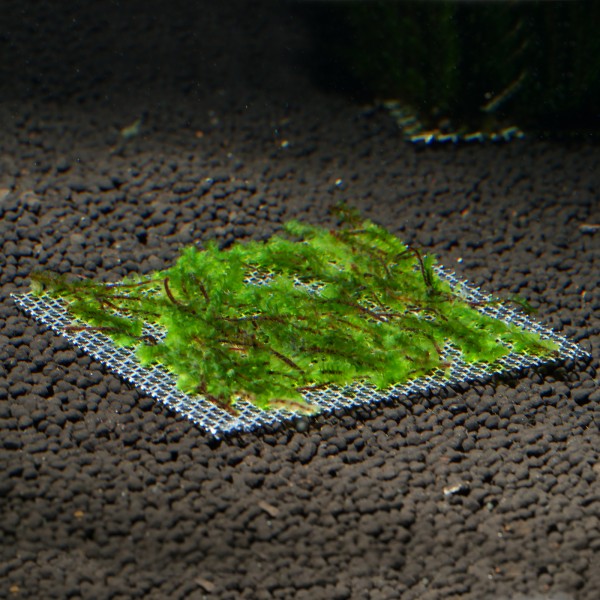 Distichophyllum sp. Rare-Moos günstig kaufen | Garnelen-Guemmer
