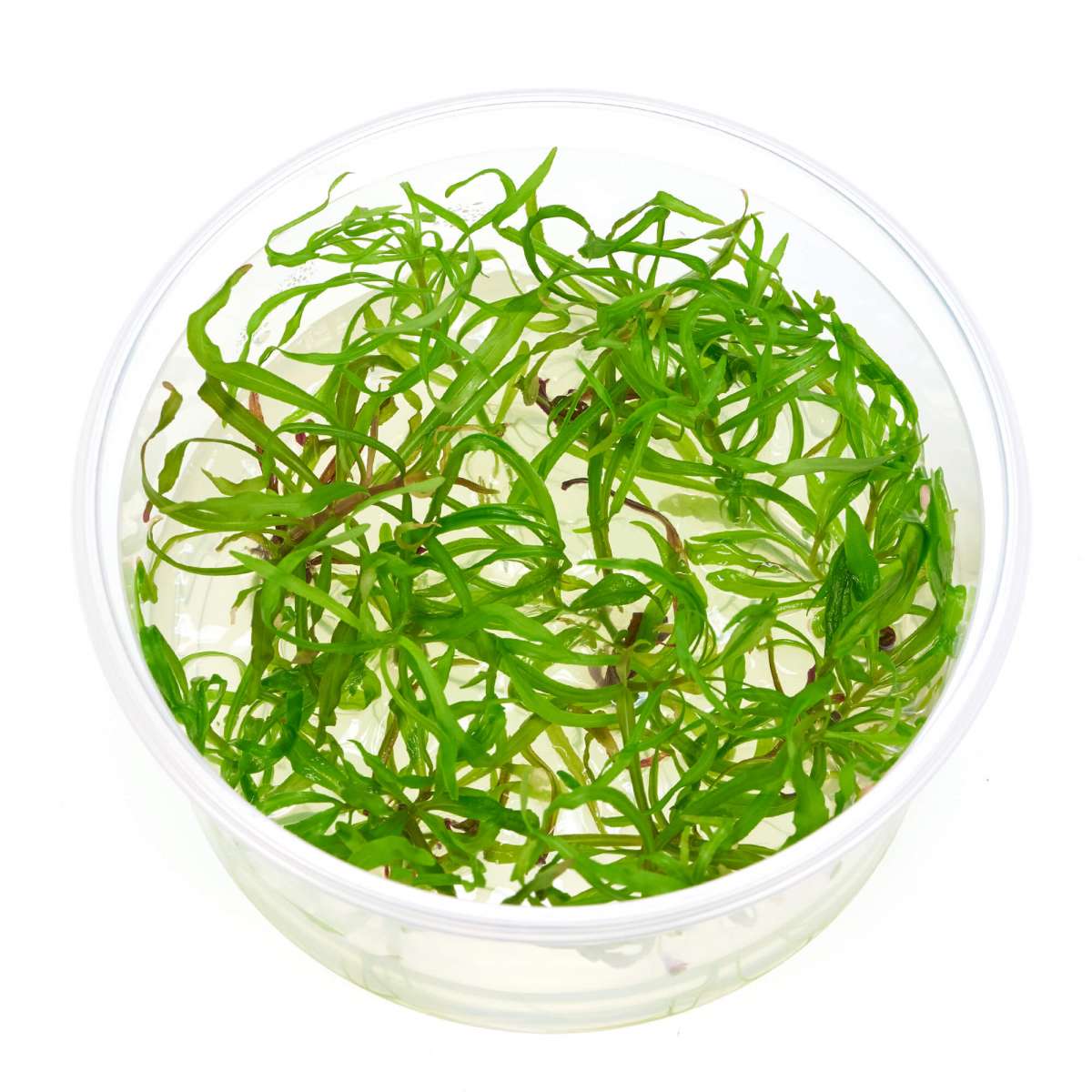 Pogostemon quadrifolius | Vierblättriger Wasserstern | Garnelen-Guemmer