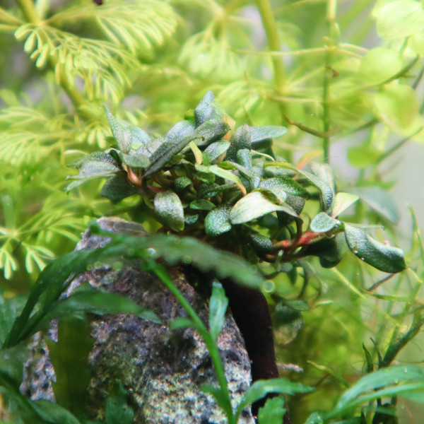 Bucephalandra sp. "Mini Needle Leaf" günstig kaufen | Garnelen-Guemmer