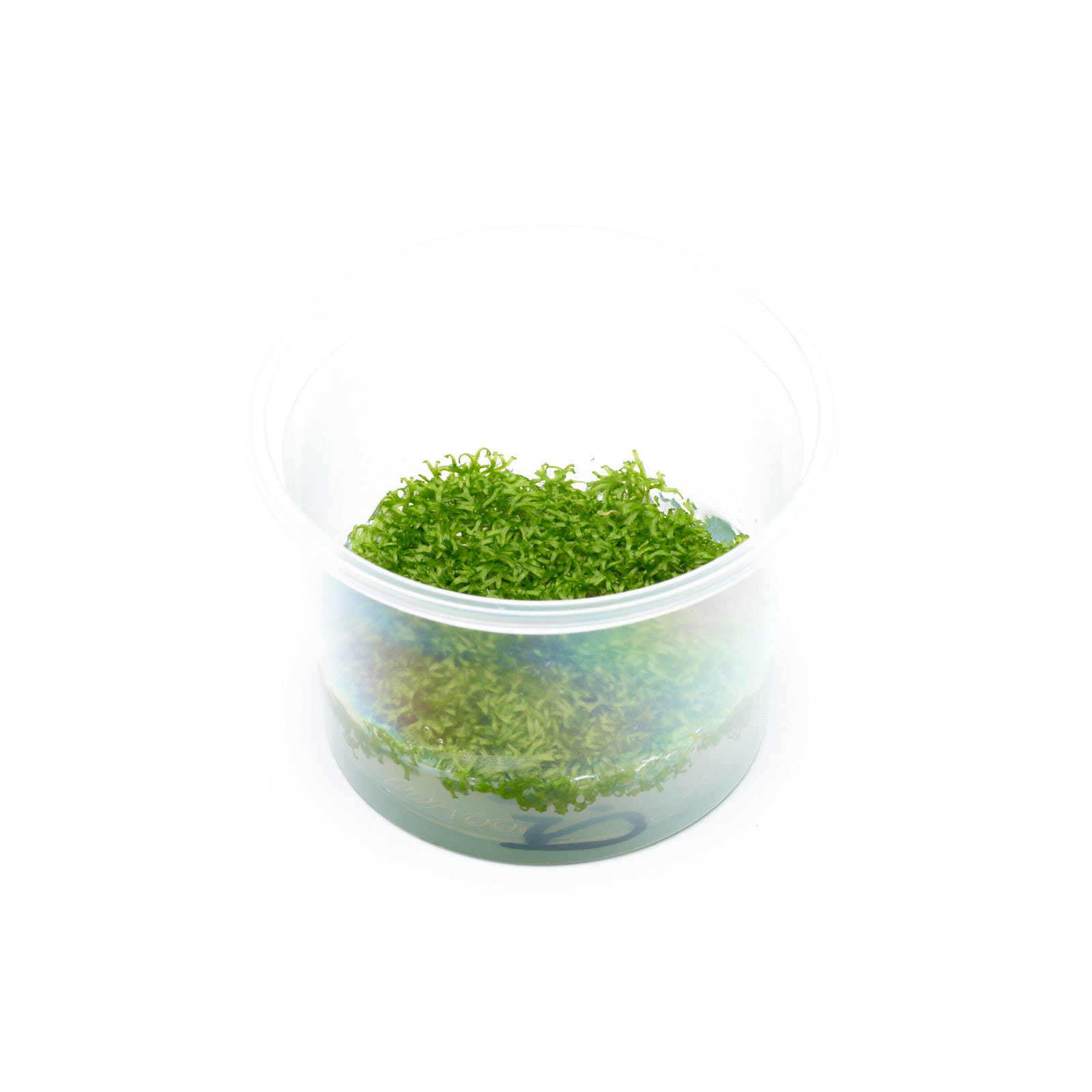 in vitro Riccia fluitans Teichlebermoos | Garnelen-Guemmer