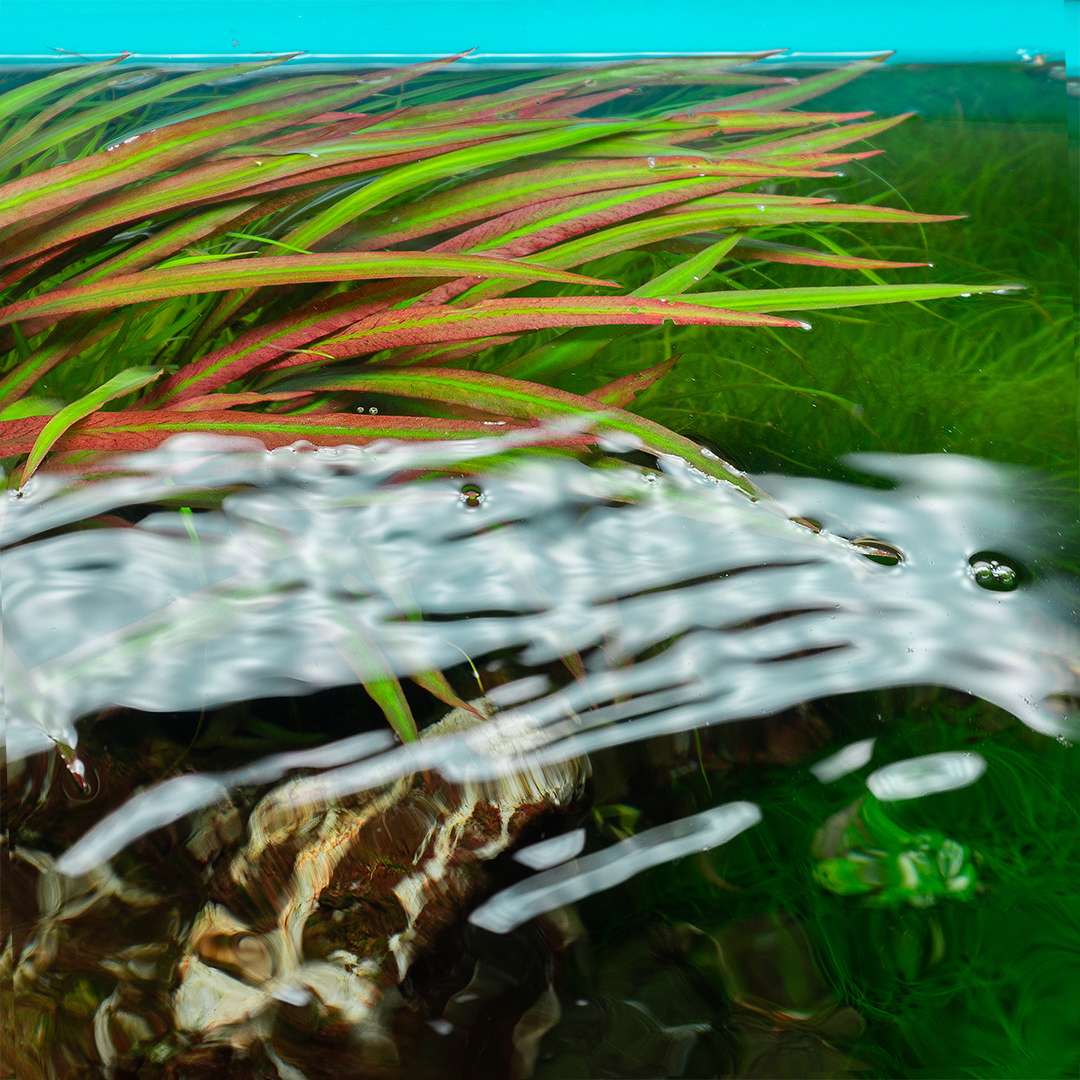 Cryptocoryne spiralis "Red" | Roter Spiral Wasserkelch - in vitro ...