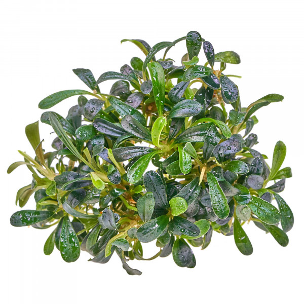 Bucephalandra "Aqua Artica" | Garnelen-Guemmer