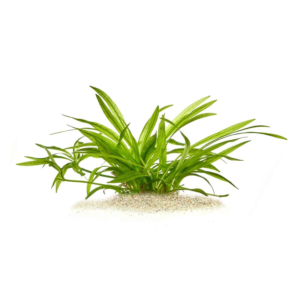 Helanthium bolivianum "latifolius" in vitro günstig kaufen | Garnelen ...