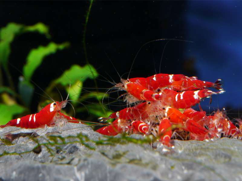 Super Crystal Red-Garnele günstig kaufen | Garnelen-Guemmer