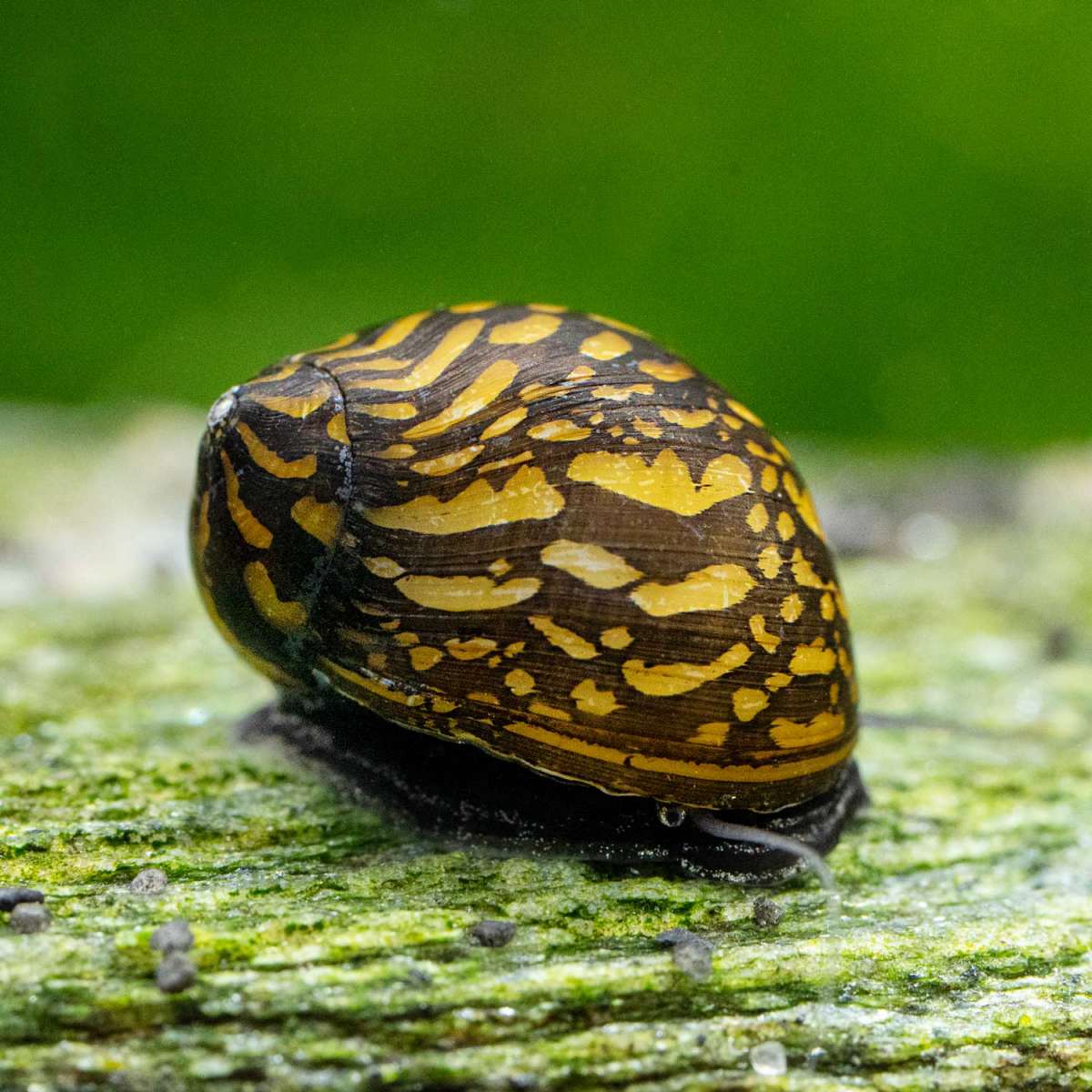 Batik-Rennschnecke Neritina variegata günstig kaufen | Garnelen-Guemmer