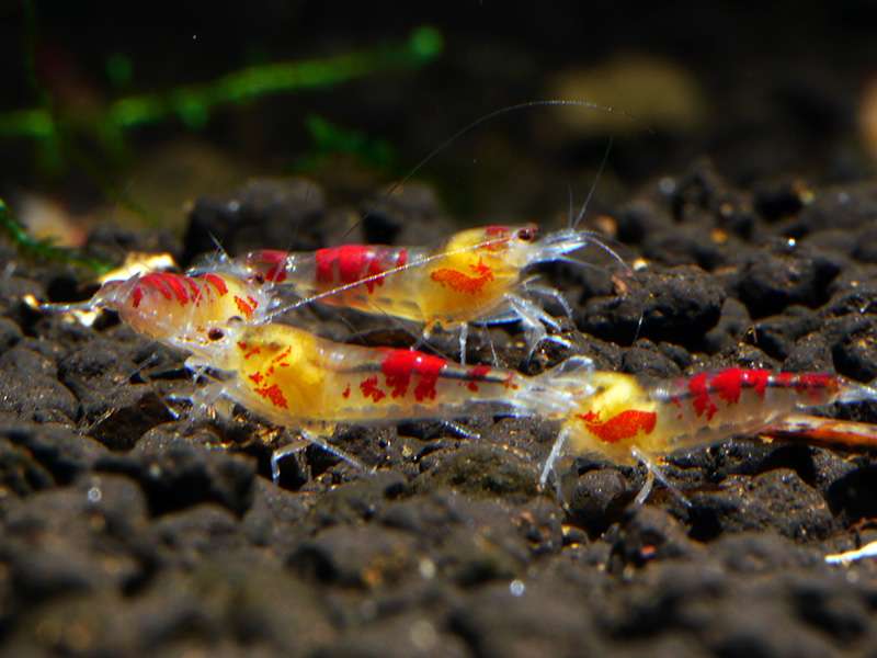 Calceo Bee Garnele Golden Dragon Bee Garnele günstig kaufen | Garnelen ... Calceo Bee Garnele Golden Dragon Bee Garnele günstig kaufen | Garnelen ...