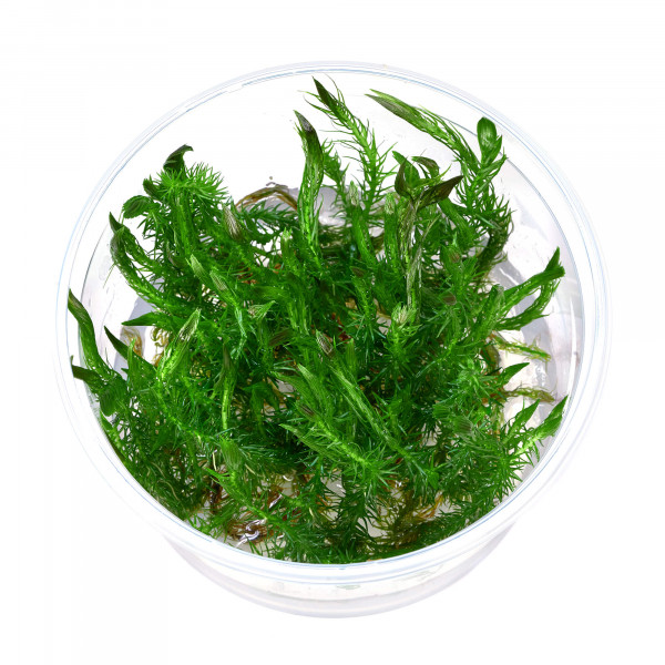 Mayaca sp. "Santarem Red" I Santarém Mooskraut - in Vitro 8,5 cm ...