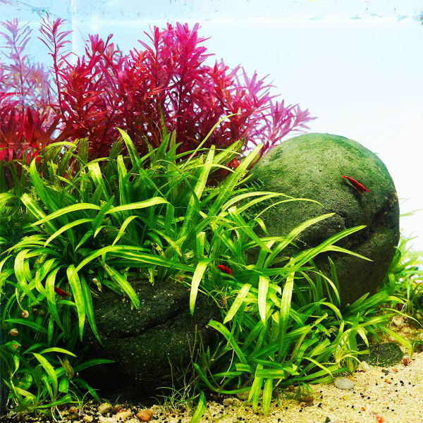Rotala rotundifolia „Singapore Blood Red“ | Garnelen-Guemmer