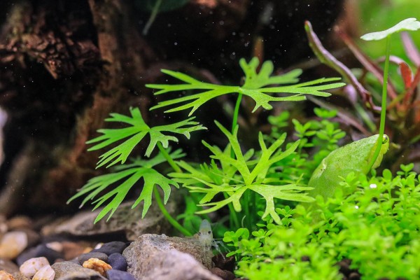 Ranunculus papulentus Kleiner Fluss-Hahnenfuß in vitro 8 5 cm günstig ...