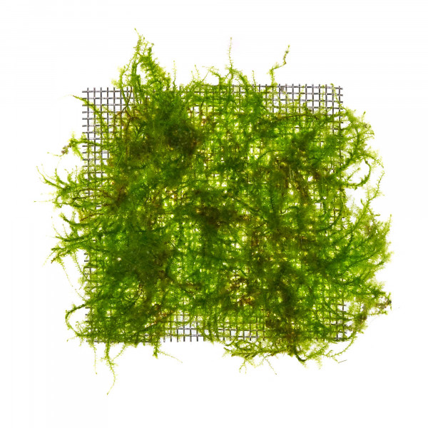 Vesicularia montagnei | Christmas Moos, Weihnachtsbaum Moos | Garnelen ...