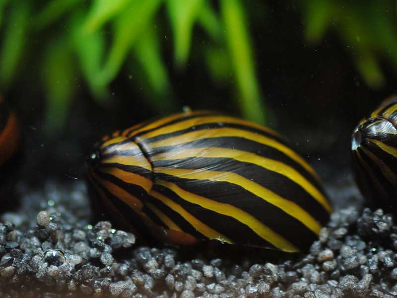 Rennschnecke "Zebra", Zebra-Rennschnecke ein guter Algenfresser