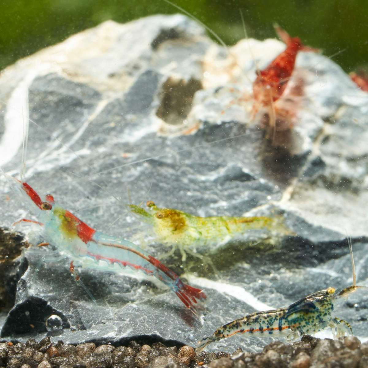 Neocaridina Garnelen Mischer - Wildform | Garnelen-Guemmer