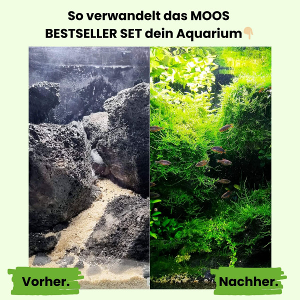 XXL Moos Set für Aquarianer | Garnelen-Guemmer