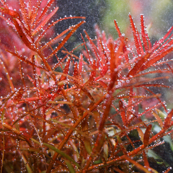 Rote Aquariumpflanzen Set | Red Aquascaping Set - In Vitro XL ...