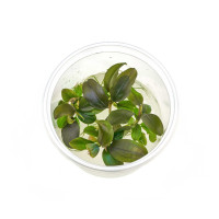 Bucephalandra sp. Filiformis (Rosmarin) - in vitro | Garnelen-Guemmer