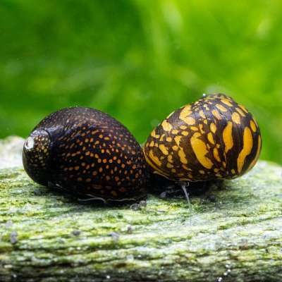 Aquarium Schnecken online kaufen ᐅ Garnelen Guemmer