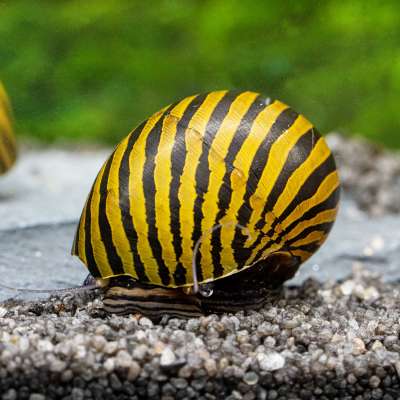 Aquarium Schnecken online kaufen ᐅ Garnelen Guemmer