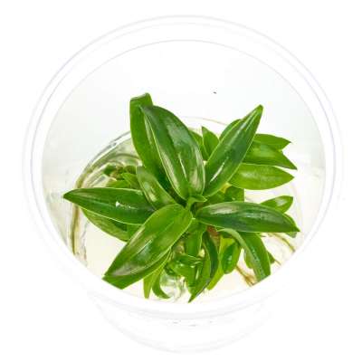 Bioloark Sprühflasche | Garnelen-Guemmer