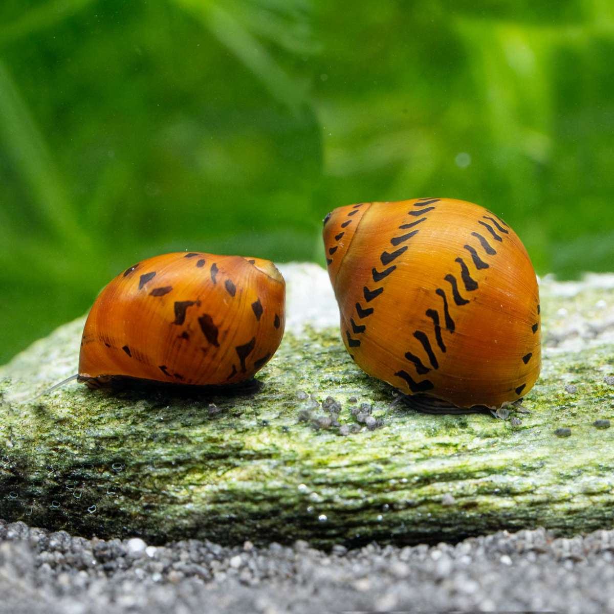 Rennschnecke "Orange Track" kaufen | Garnelen-Guemmer