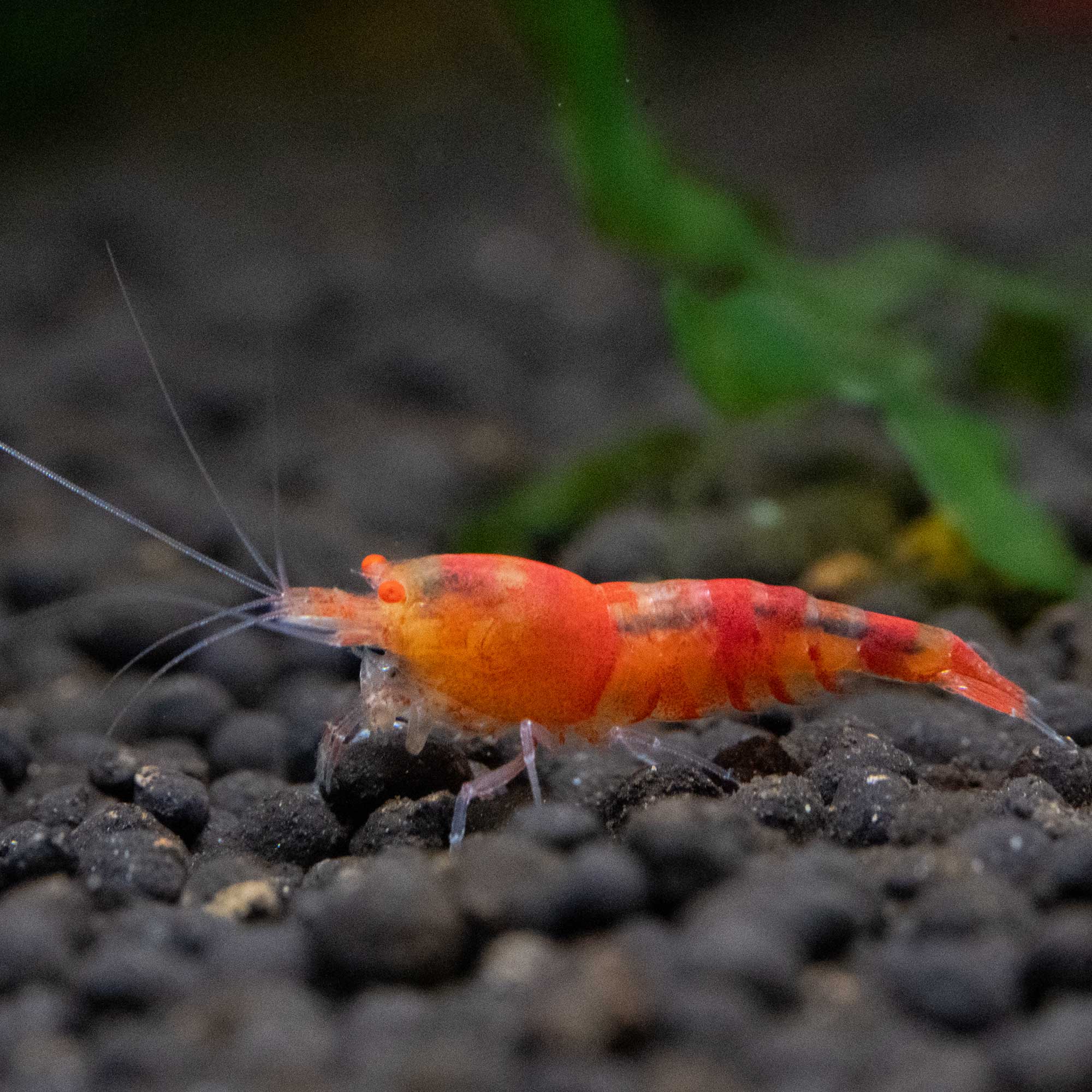 Devil OE Caridina Garnele günstig kaufen | Garnelen-Guemmer