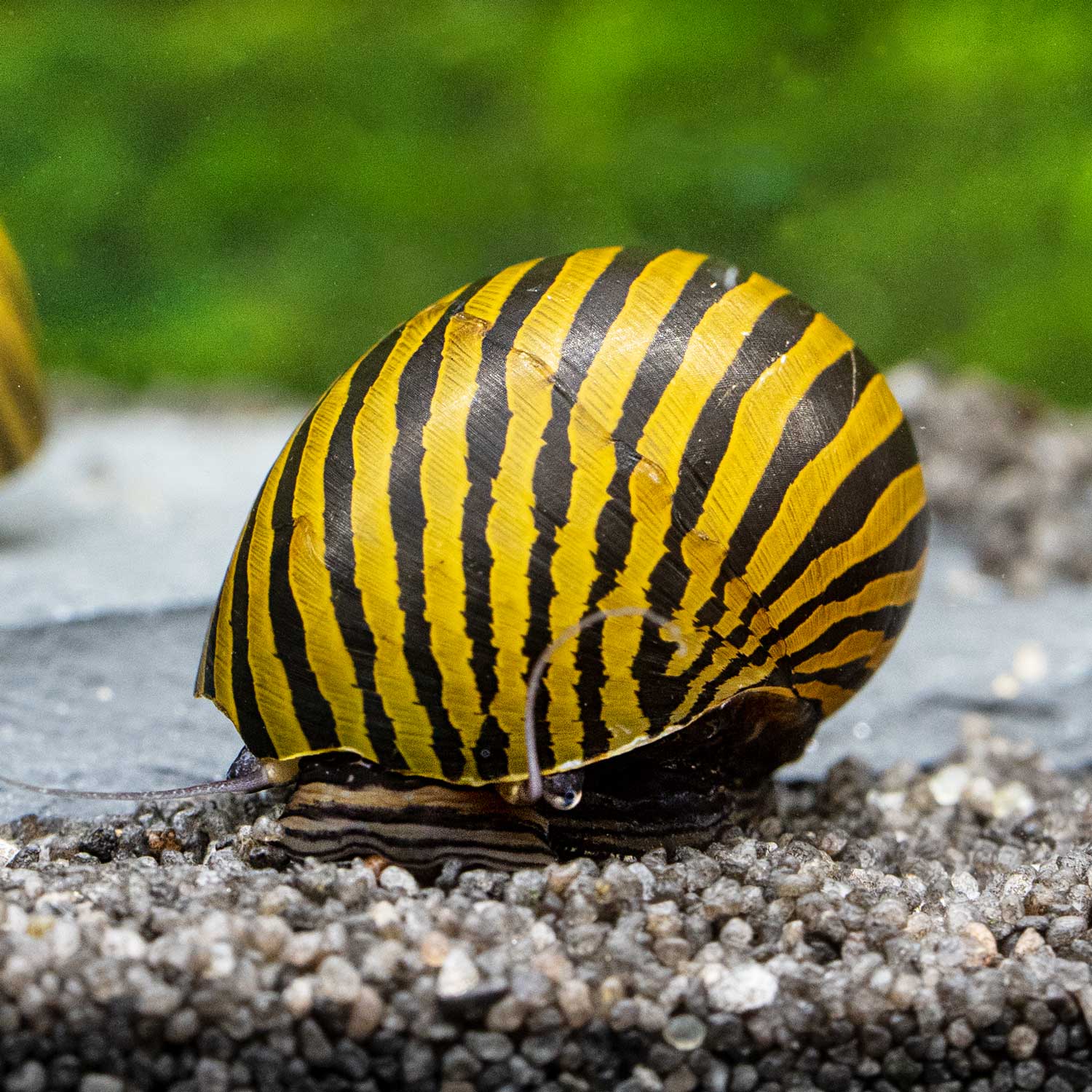Rennschnecke "Zebra", Zebra-Rennschnecke ein guter Algenfresser