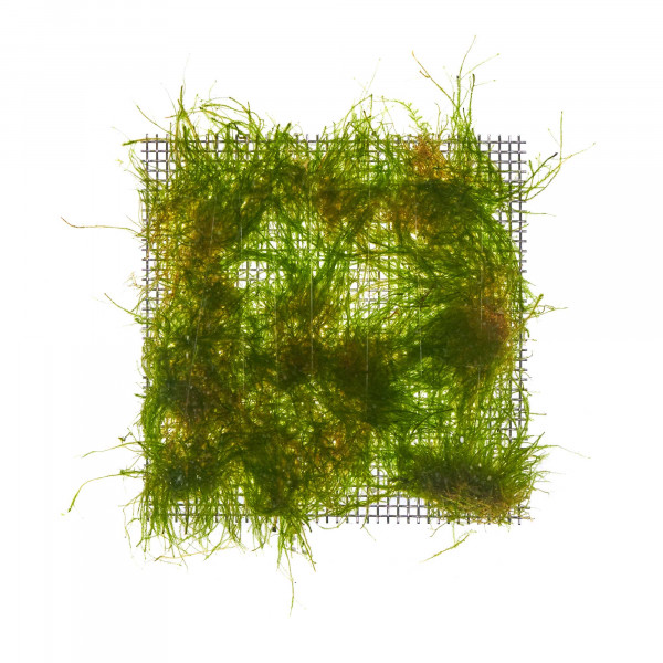 Taxiphyllum sp. Giant-Moos aufgebunden günstig kaufen | Garnelen-Guemmer