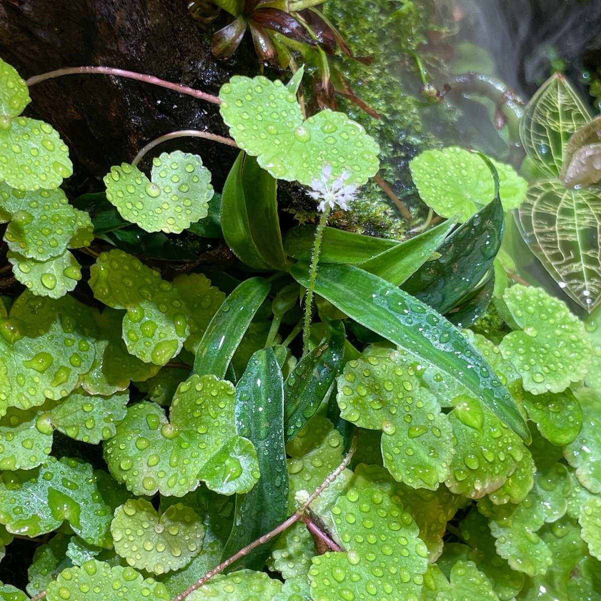 Philodendron Mini Midget | Mini Baumfreund (Terrariumpflanze) - in ...